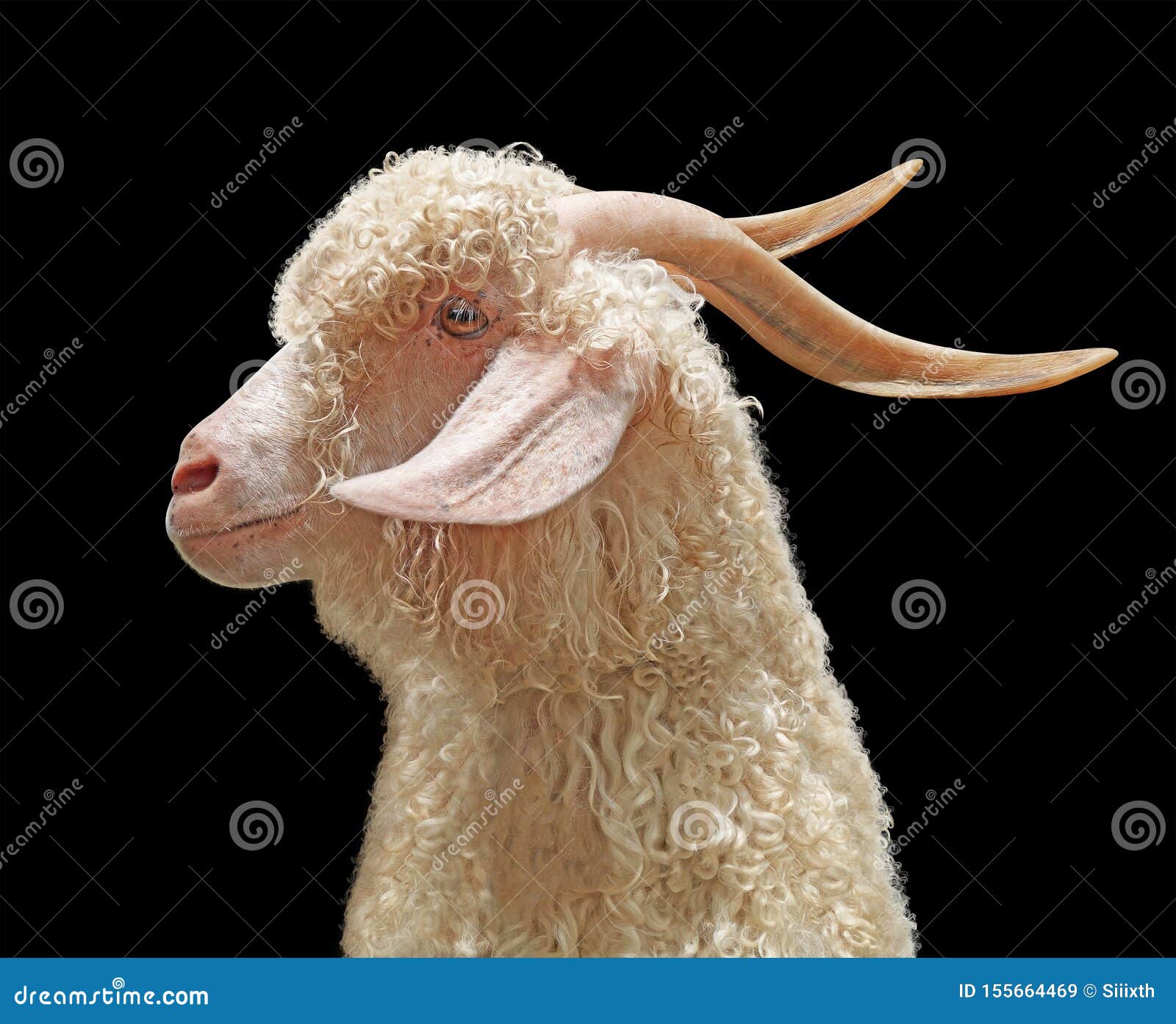 Sheep Head Stock Photography | CartoonDealer.com #30576440