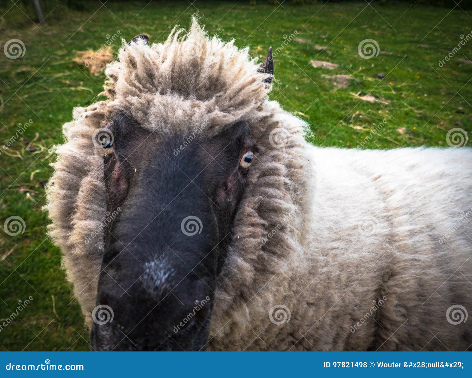 Sheep head stock photo. Image of farming, head, country - 97821498
