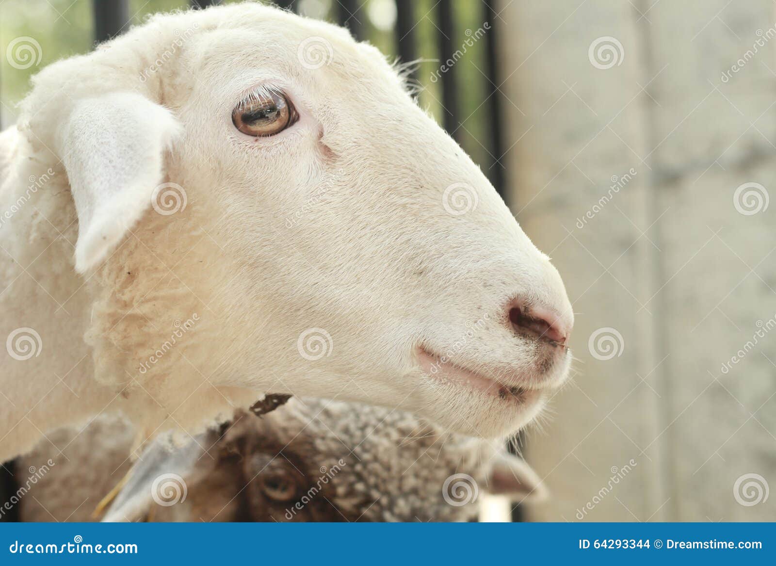 Sheep head stock photo. Image of head, martyr, alone - 64293344