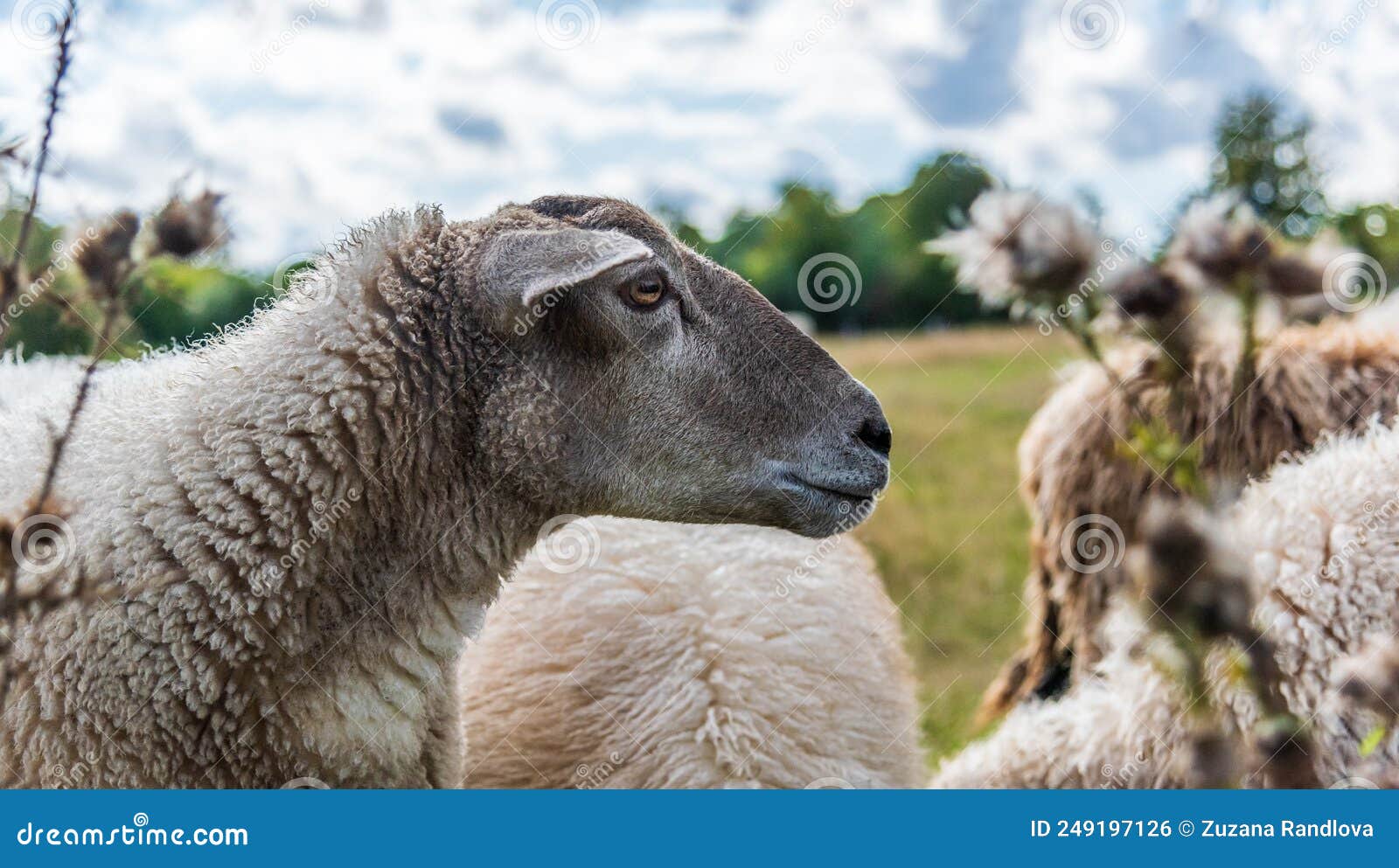 The sheep head in profile stock photo. Image of view - 249197126
