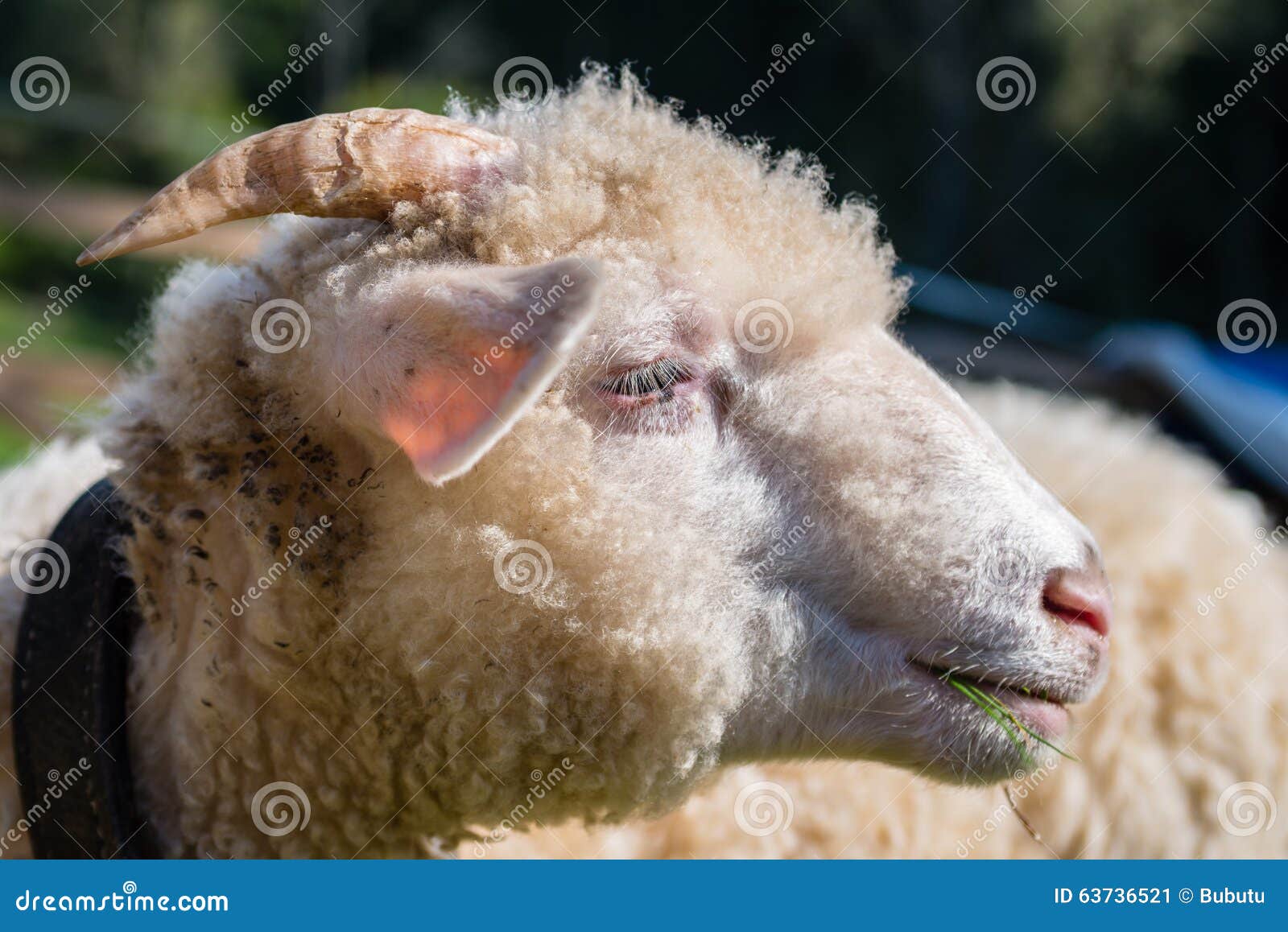Sheep head stock image. Image of pasture, innocence, grass - 63736521