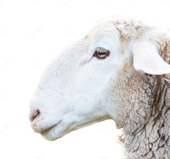 Sheep head stock photo. Image of closeup, sheep, adult - 30481564