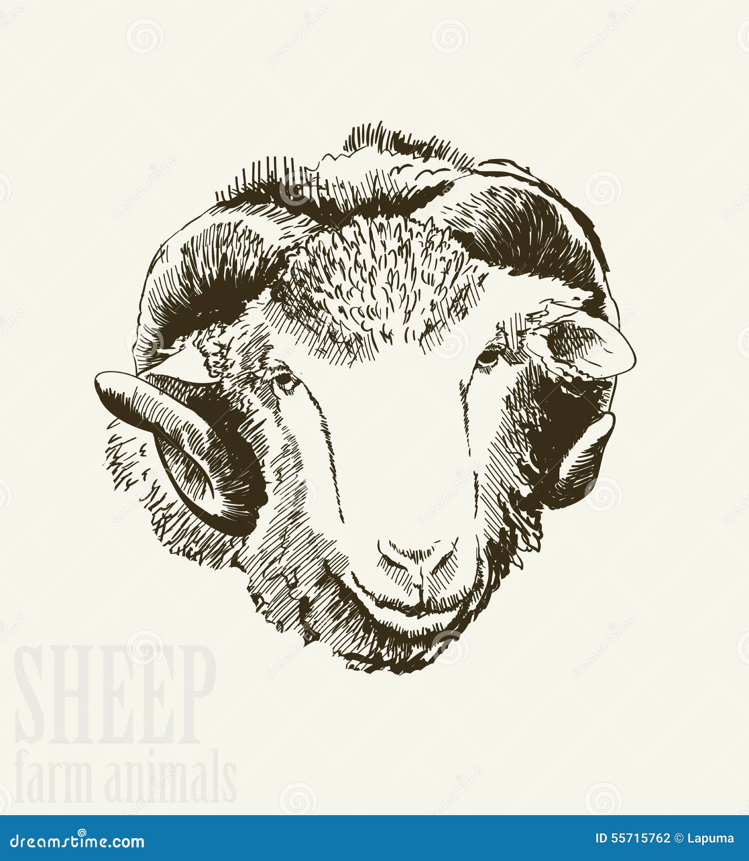 Sheep head stock vector. Illustration of lamb, pets, horned - 55715762