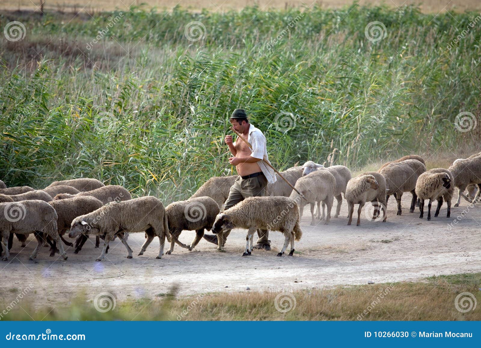 Sheep heard stock photo. Image of animal, agriculture - 10266030