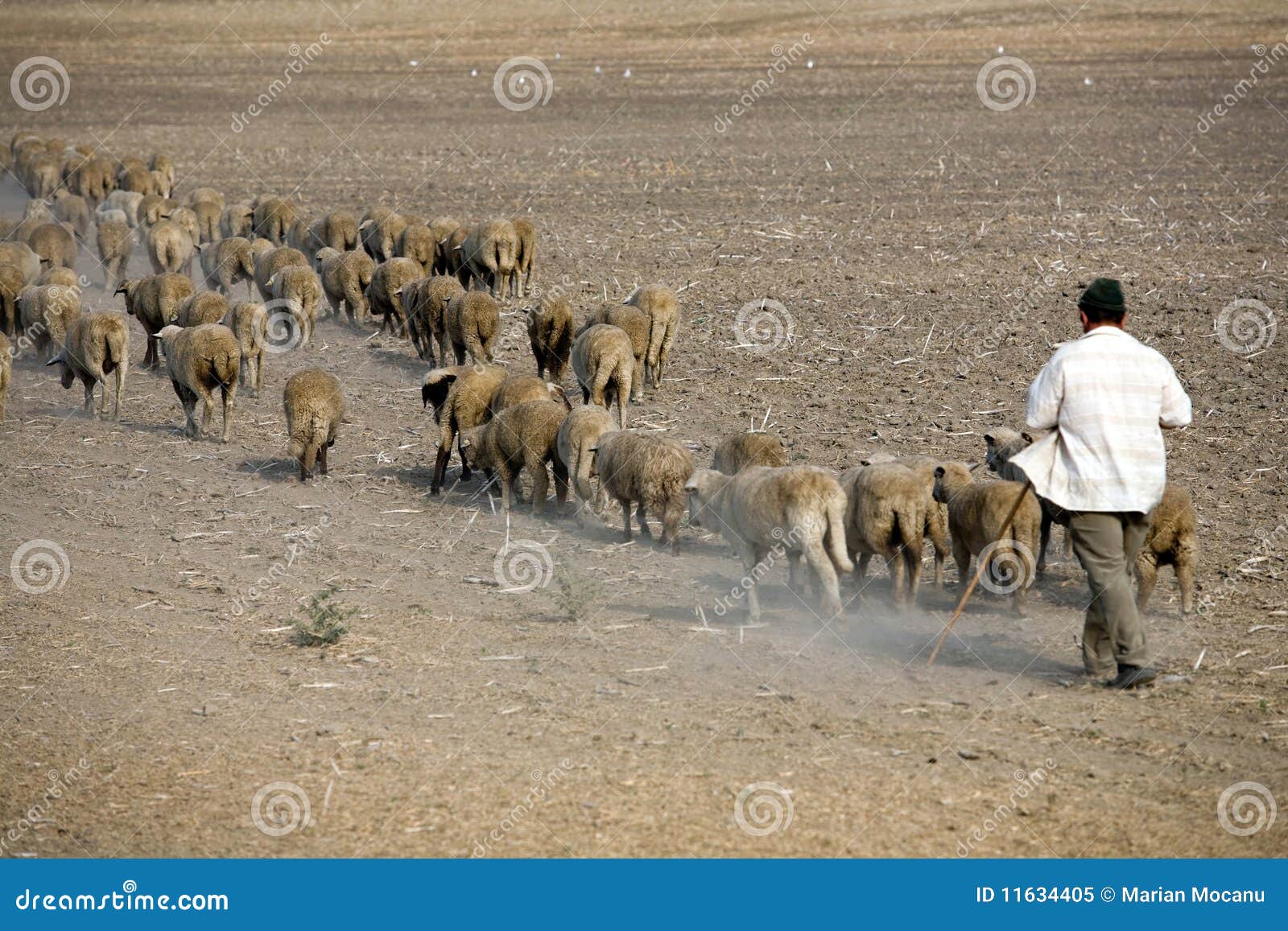 Sheep heard stock image. Image of meadow, dust, dairy - 11634405