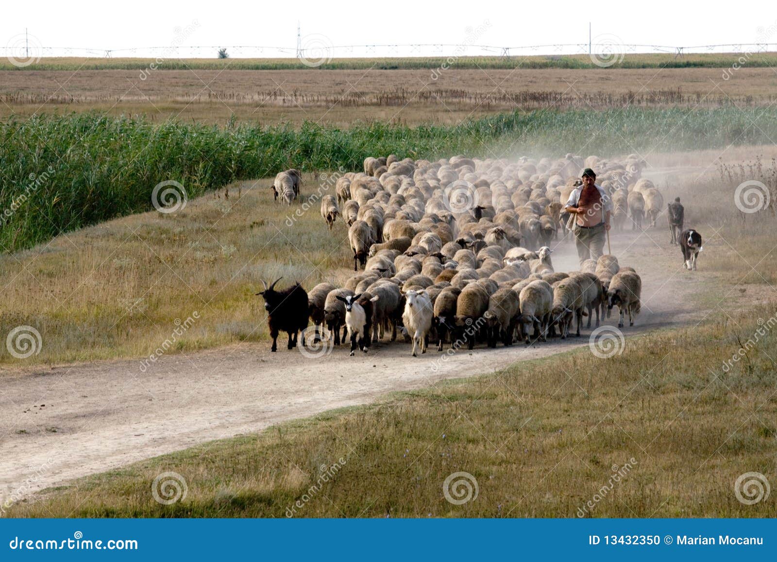 Sheep heard stock photo. Image of grass, meadow, lamb - 13432350