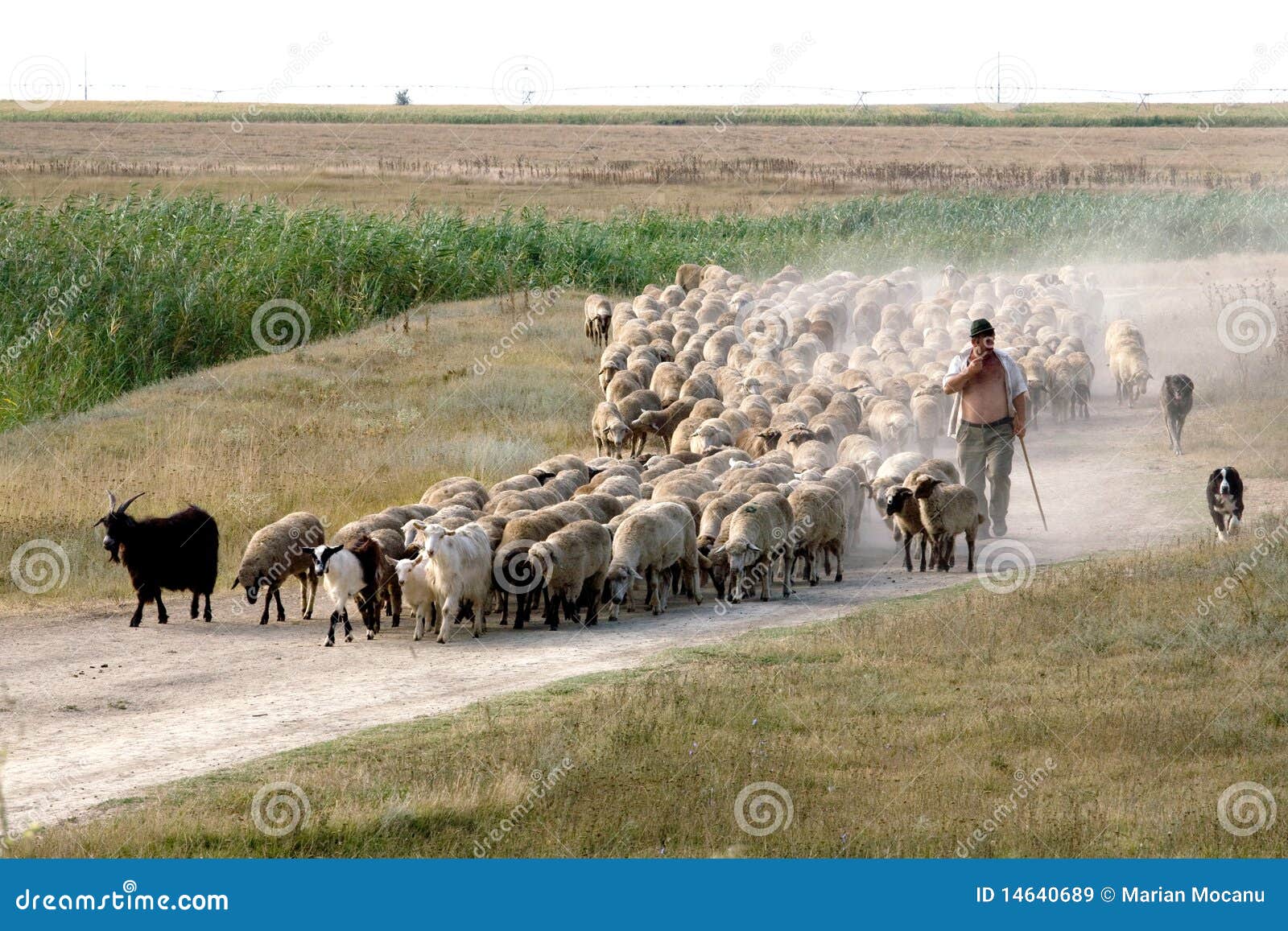 Sheep heard stock image. Image of browse, agriculture - 14640689
