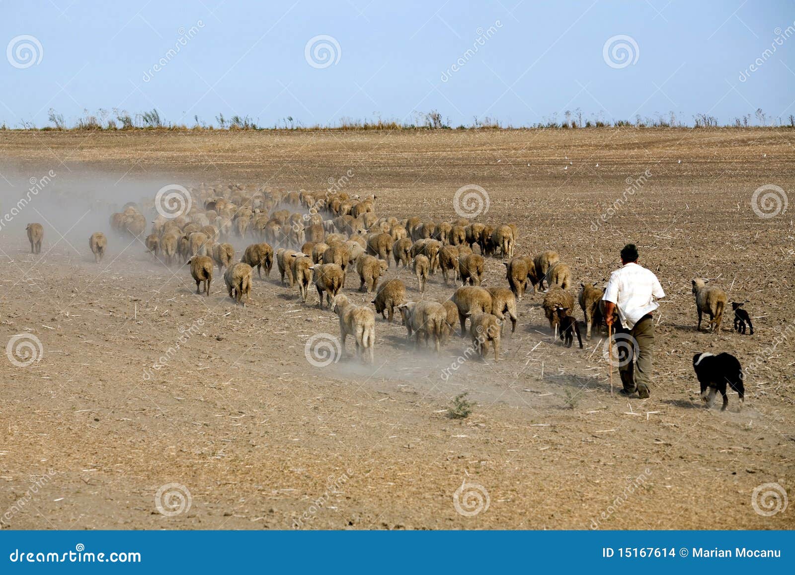 Sheep heard stock photo. Image of dust, cattle, feeding - 15167614