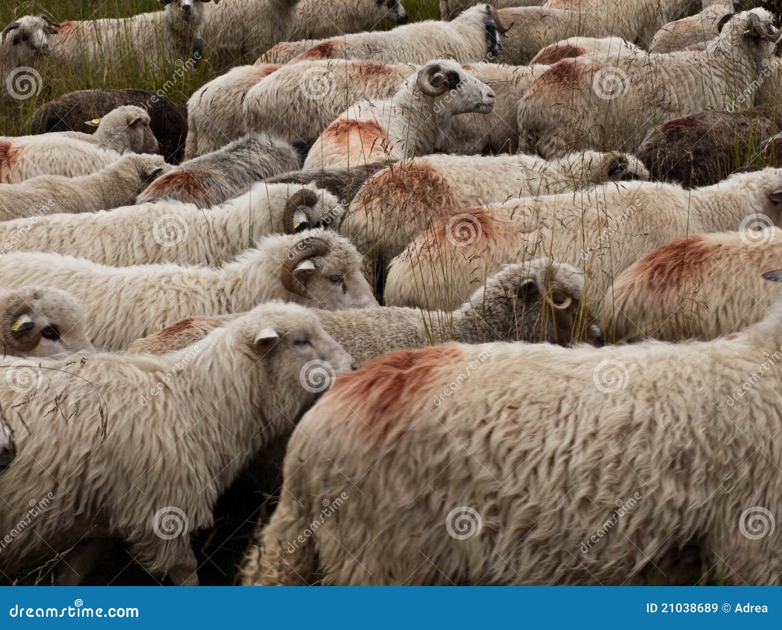 Background of many sheep stock image. Image of nature - 21038689