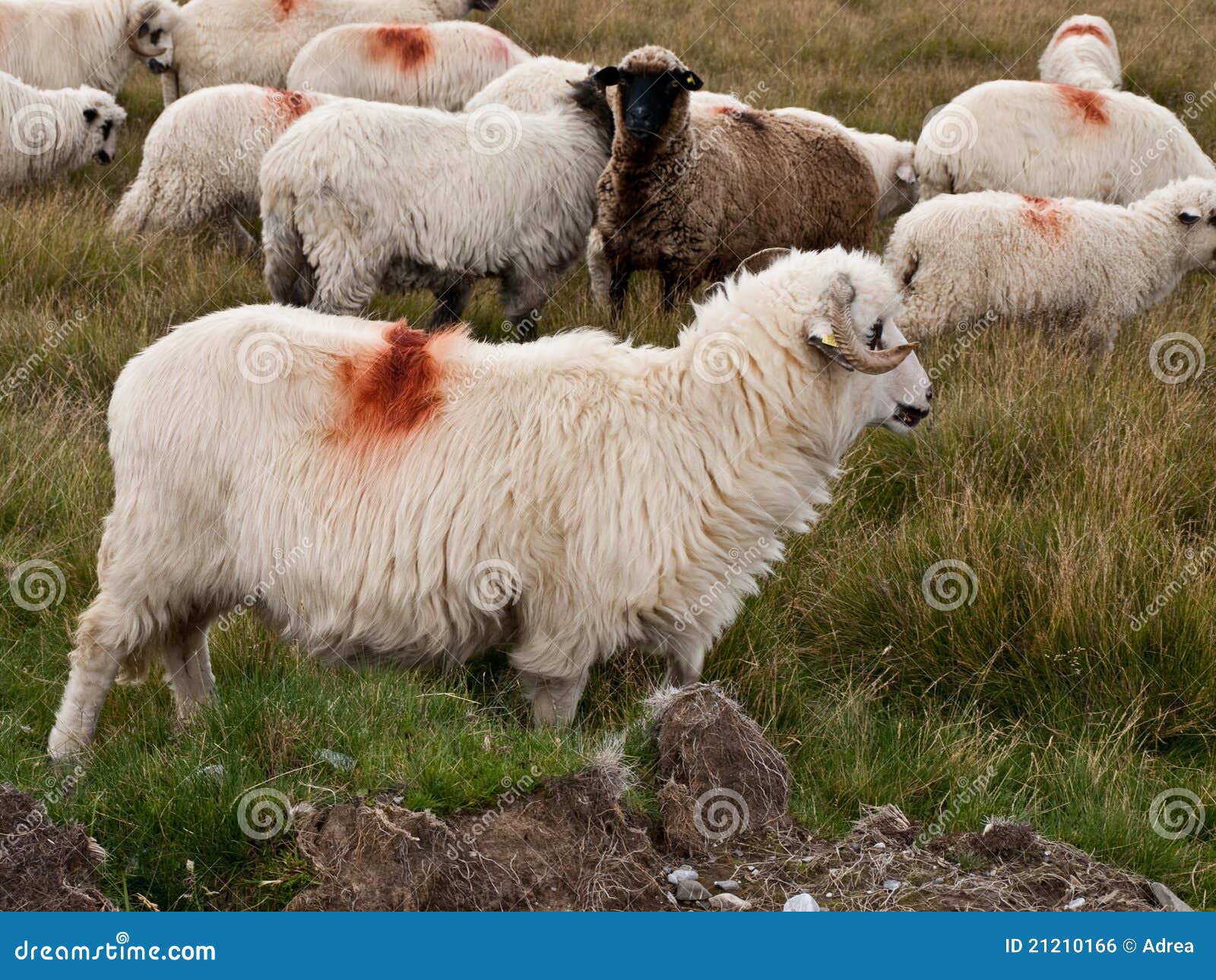 Sheep Heard and a Mountain Meadow Stock Photo - Image of domestic ...