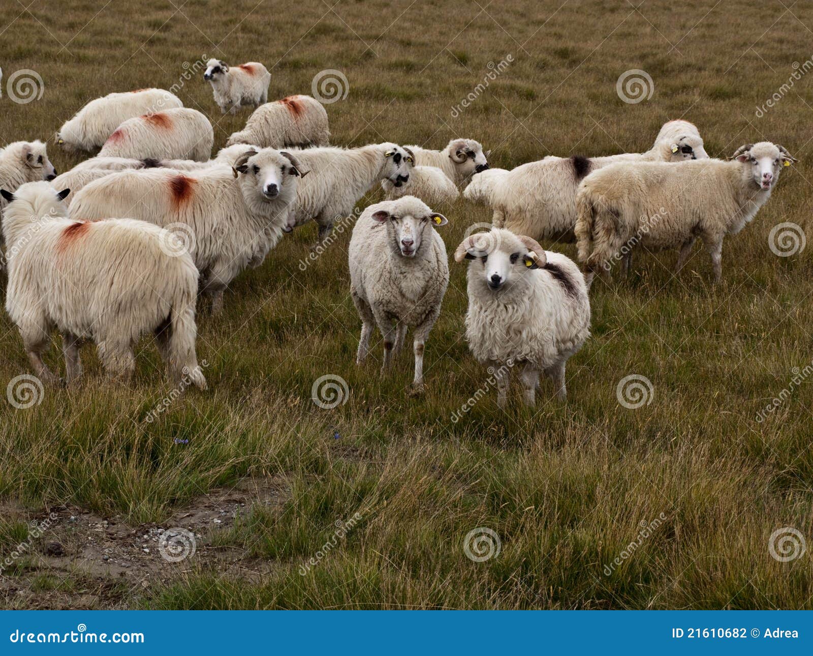Sheep Heard and a Mountain Meadow Stock Photo - Image of white, meadow ...