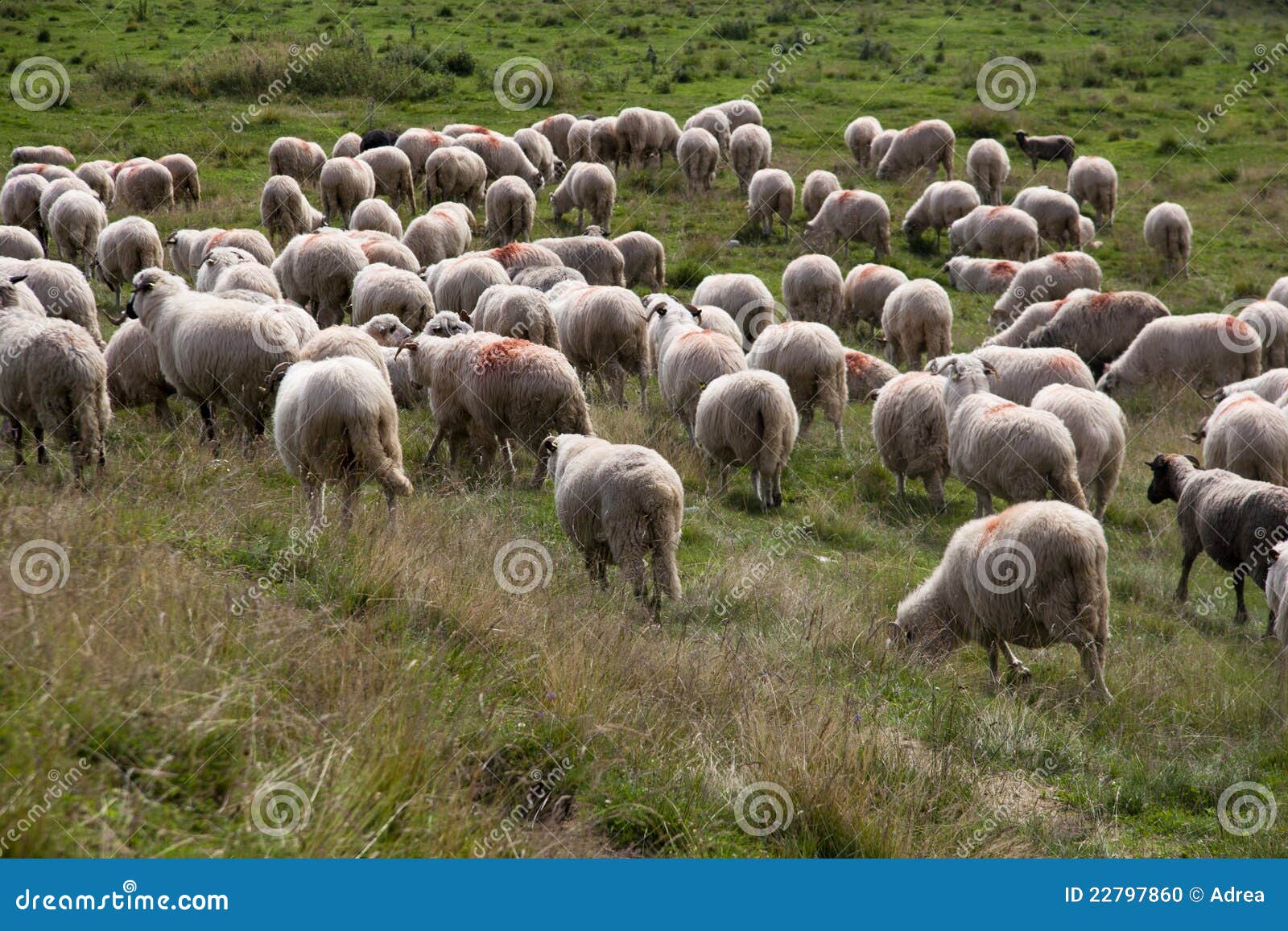 Sheep Heard and a Mountain Meadow Stock Photo - Image of agriculture ...