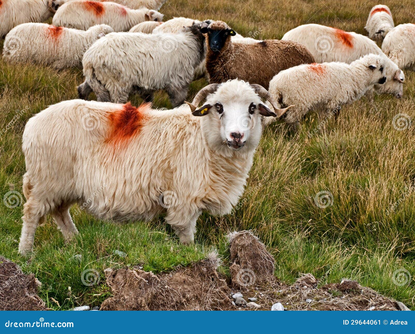 Sheep Heard and a Mountain Meadow Stock Image - Image of wool ...