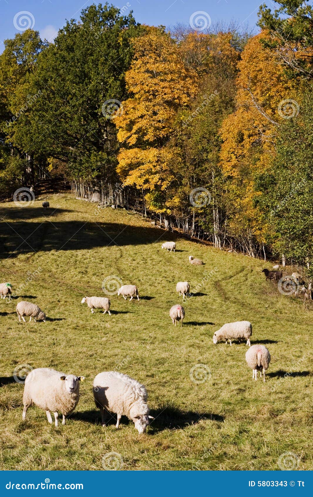 Sheep heard stock image. Image of foliage, flock, fall - 5803343