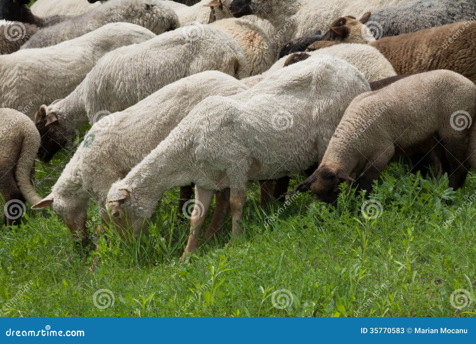 Sheep heard stock image. Image of nature, wool, food - 35770583