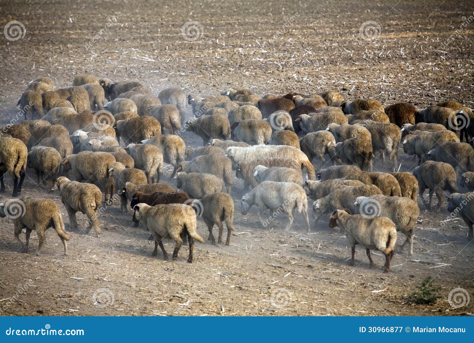 Sheep heard stock image. Image of sheep, rural, pasture - 30966877