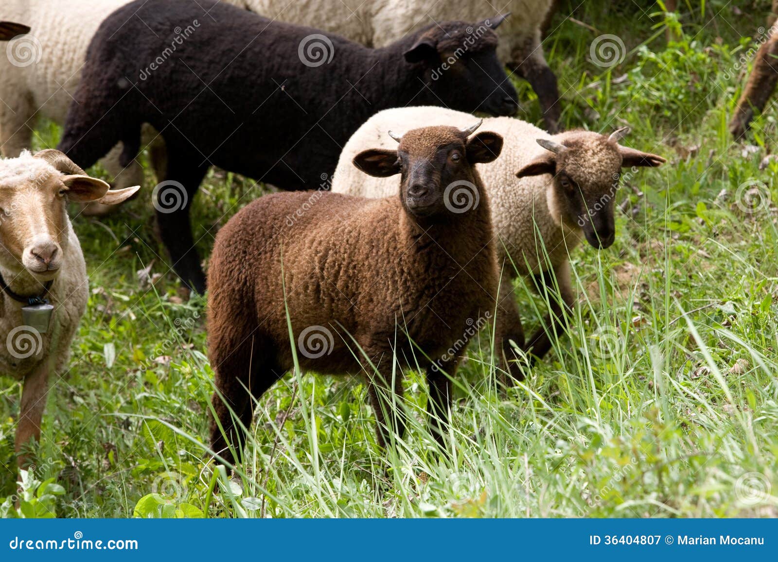 Sheep heard stock image. Image of walking, milk, green - 36404807