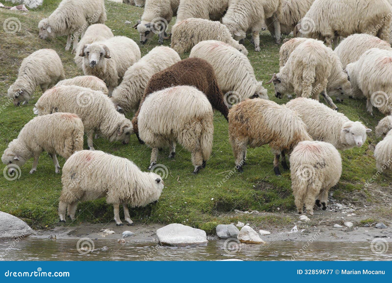 Sheep heard stock image. Image of wool, milk, natural - 32859677