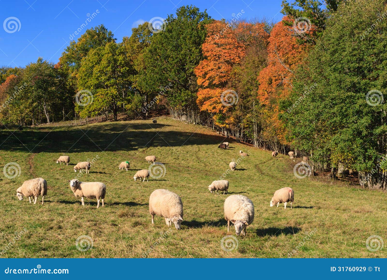 Sheep heard stock image. Image of forest, autumn, behavior - 31760929