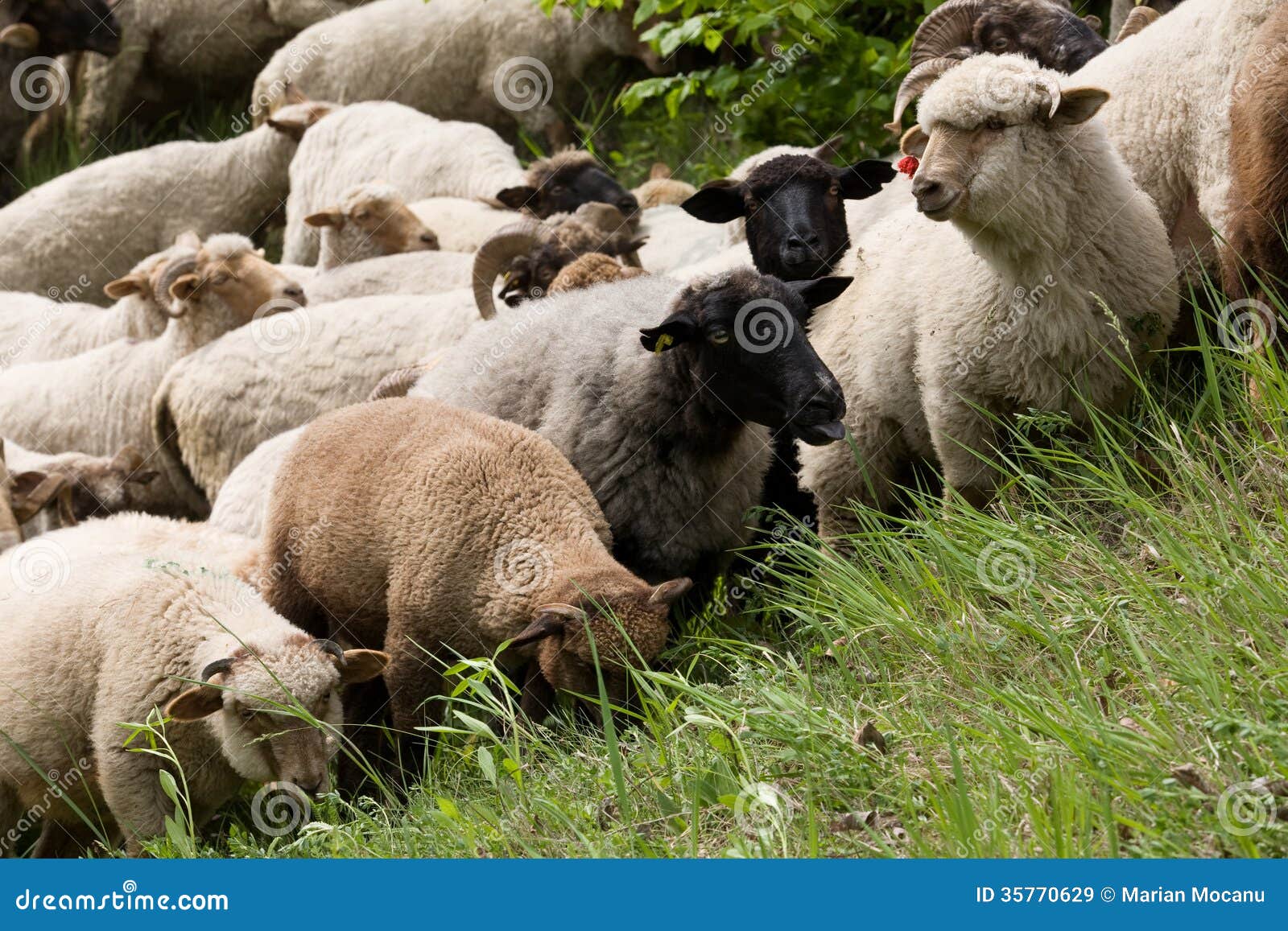 Sheep heard stock image. Image of sheep, meat, migration - 35770629