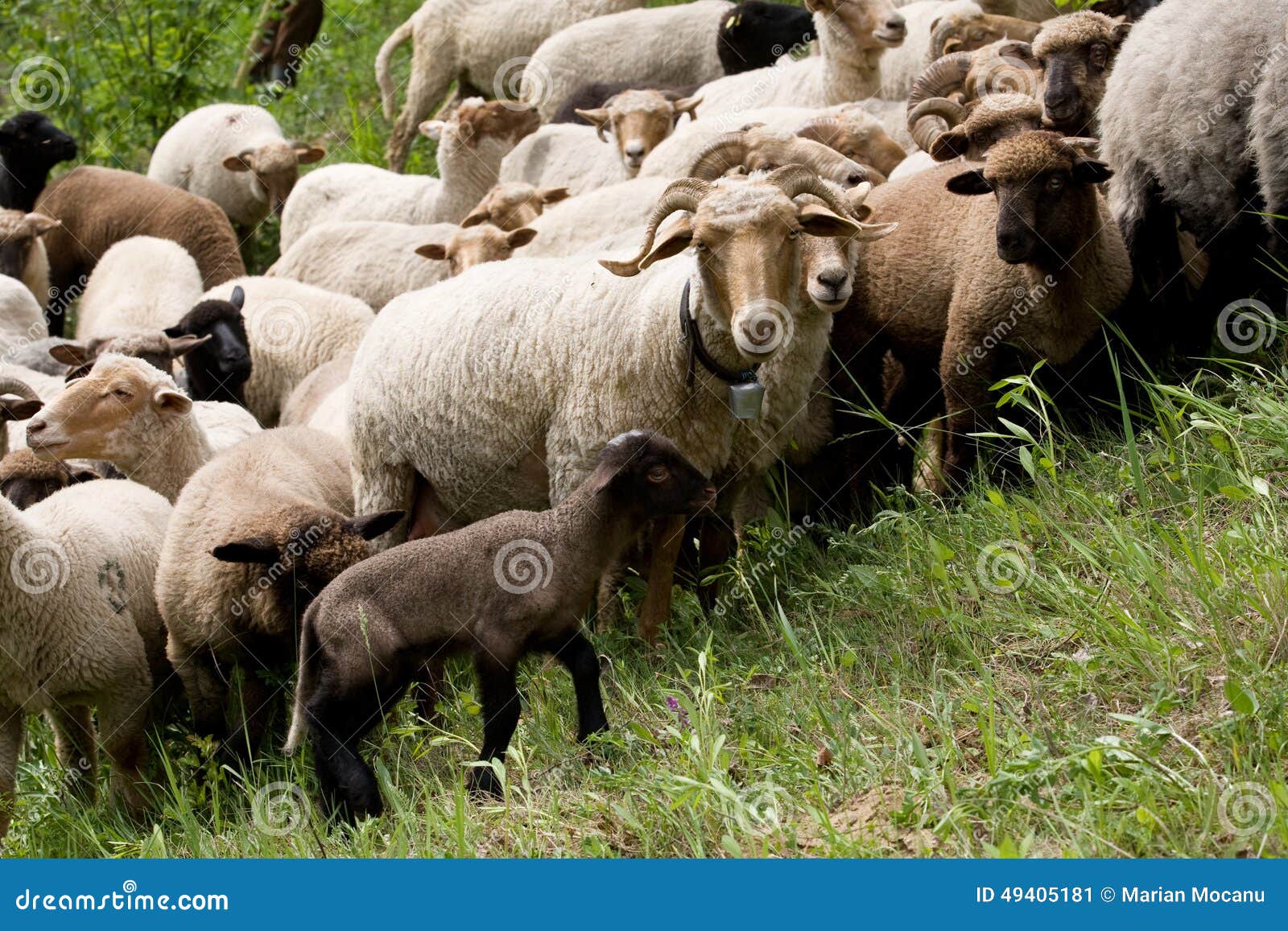 Sheep heard stock image. Image of pasture, animal, green - 49405181