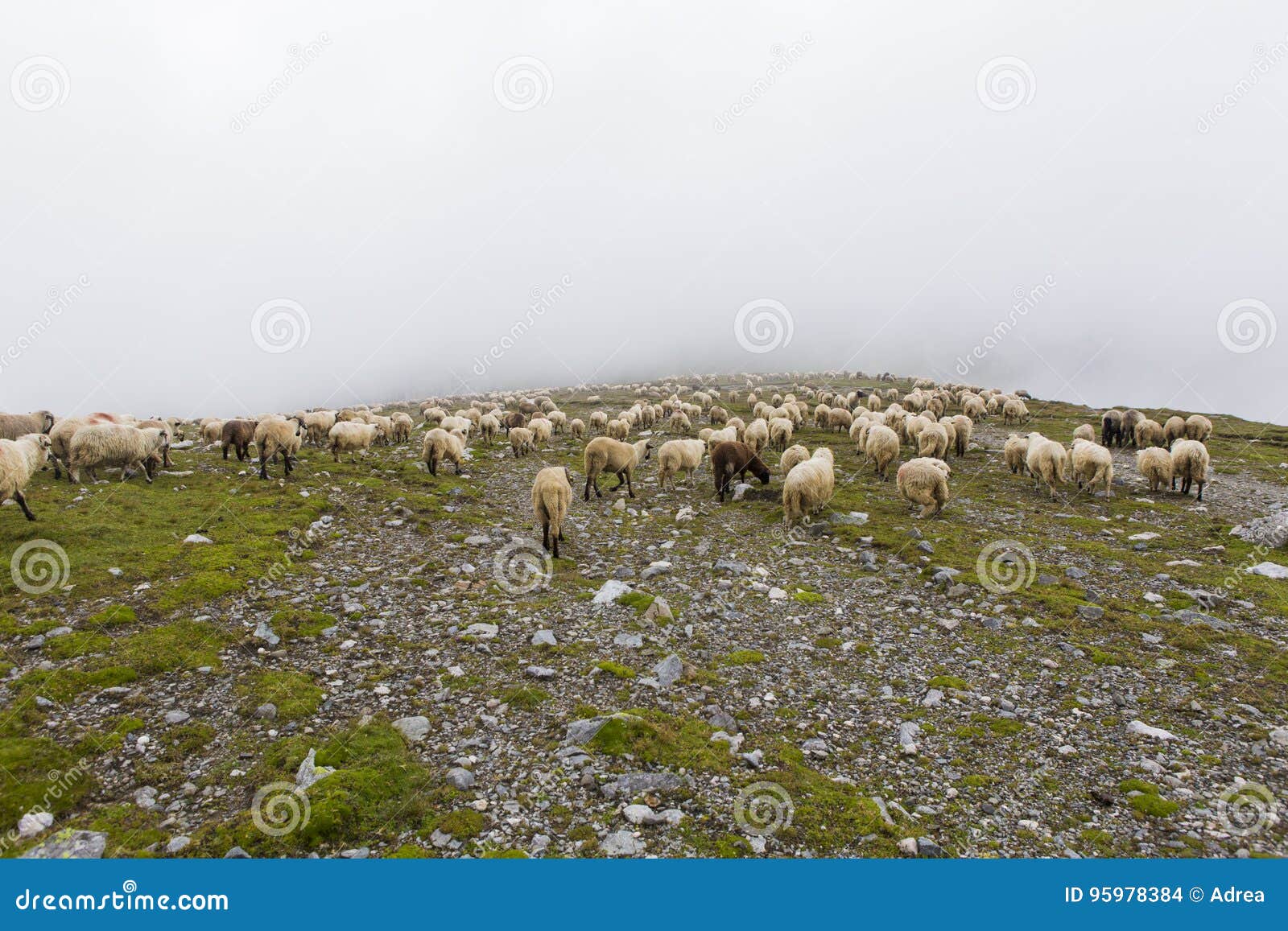 Sheep Heard and a Mountain Meadow Stock Photo - Image of ears, white ...