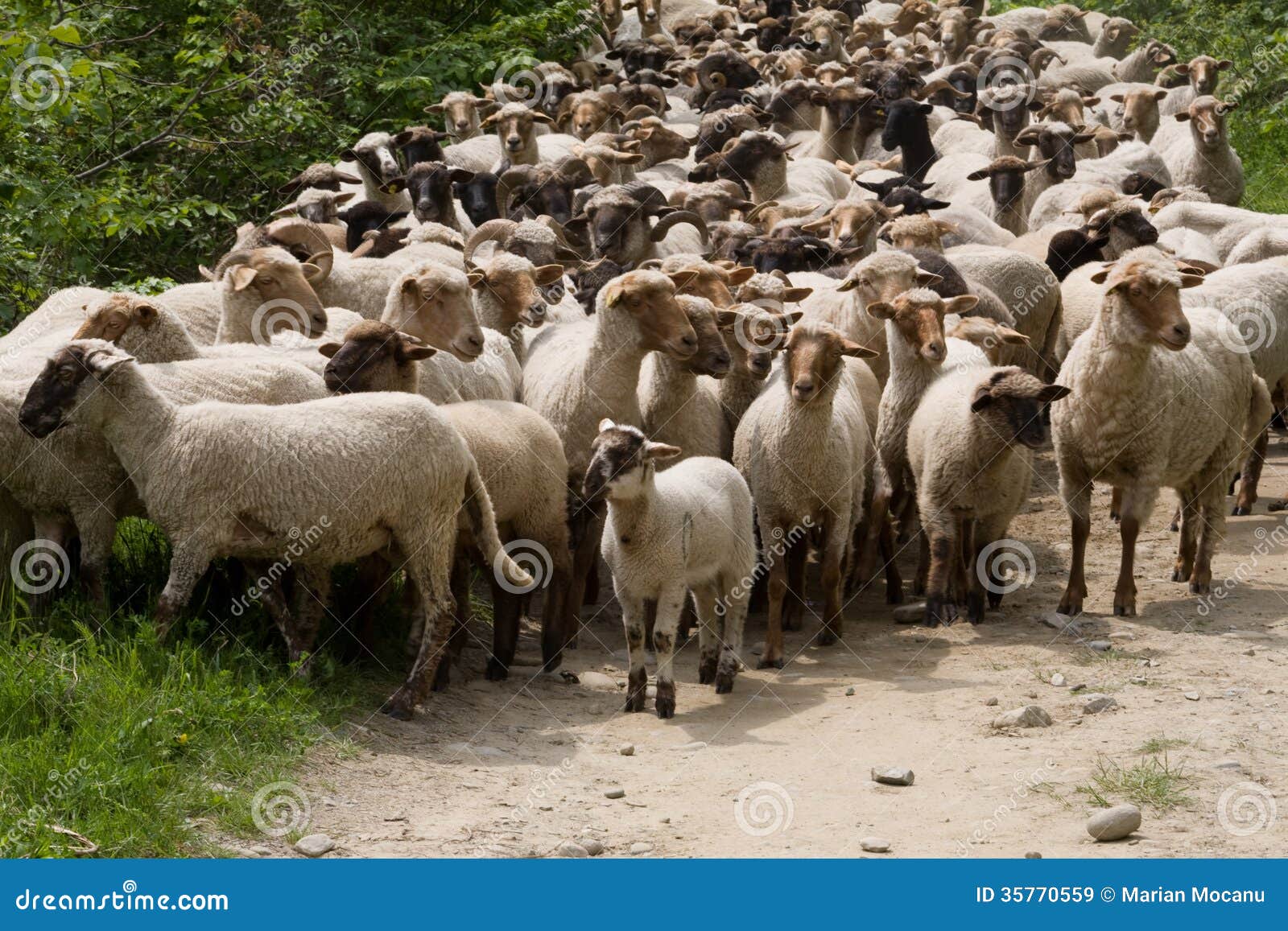 Sheep heard stock image. Image of natural, herd, sheep - 35770559