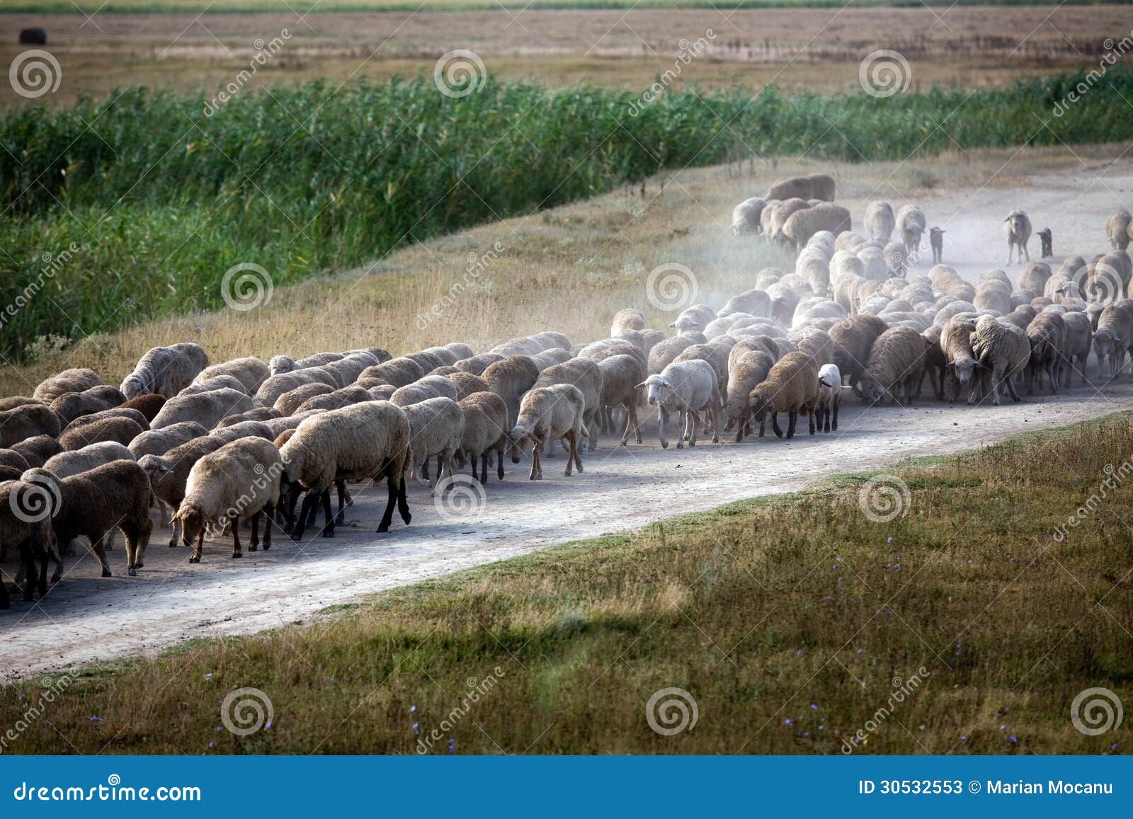 Sheep heard stock image. Image of rural, dairy, nature - 30532553