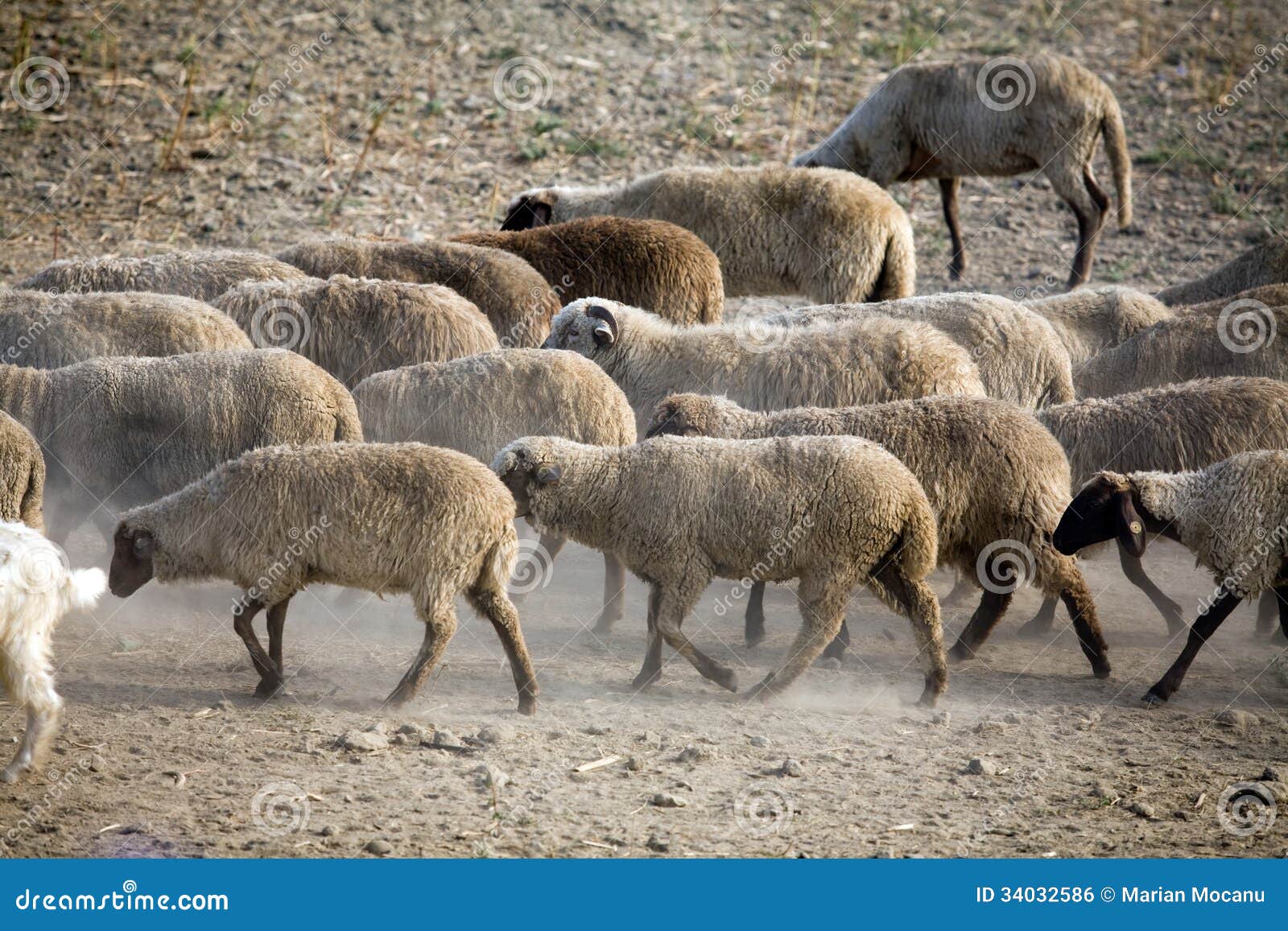 Sheep heard walking stock photo. Image of grass, freshness - 34032586
