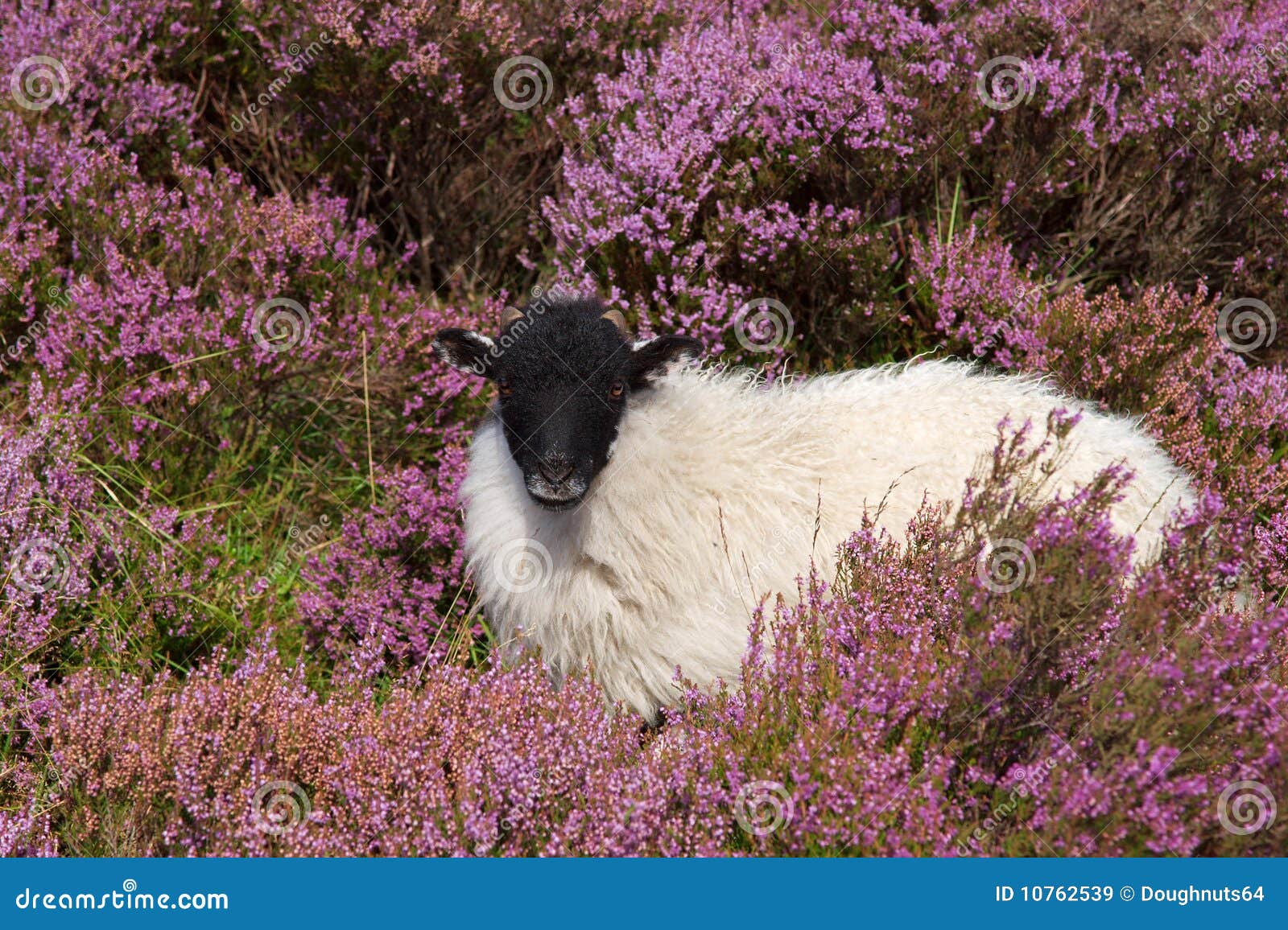 Sheep among Heather stock image. Image of heather, bush - 10762539