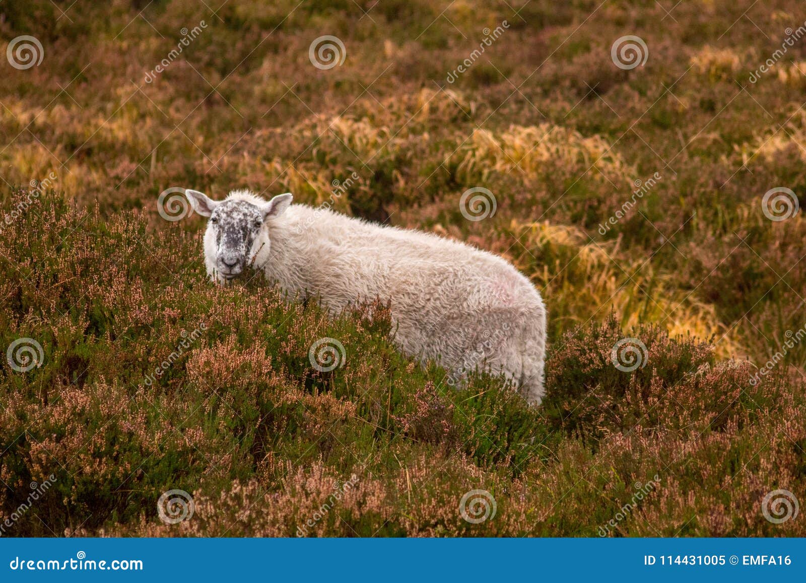 Sheep in the Heather in the Wicklow Mountains Stock Image - Image of ...