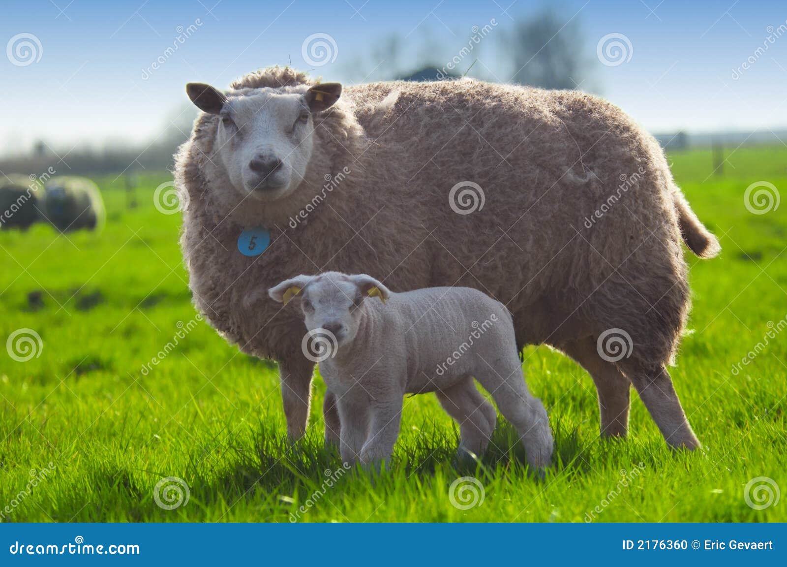 Sheep and Her Cute Little Lamb Stock Photo - Image of mammal, born: 2176360