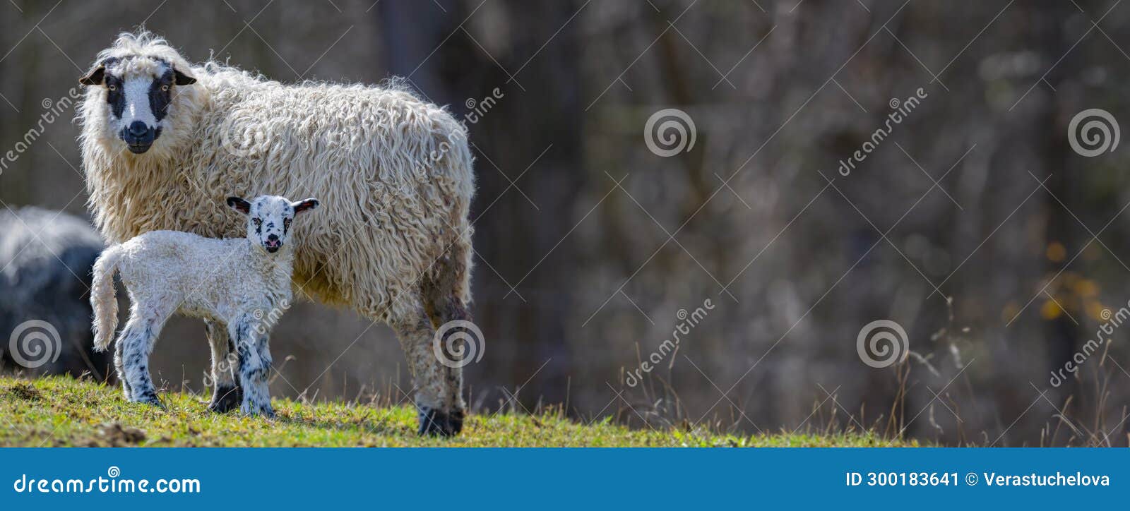 Sheep with Her Lamb Close Up - Spring Stock Image - Image of background ...