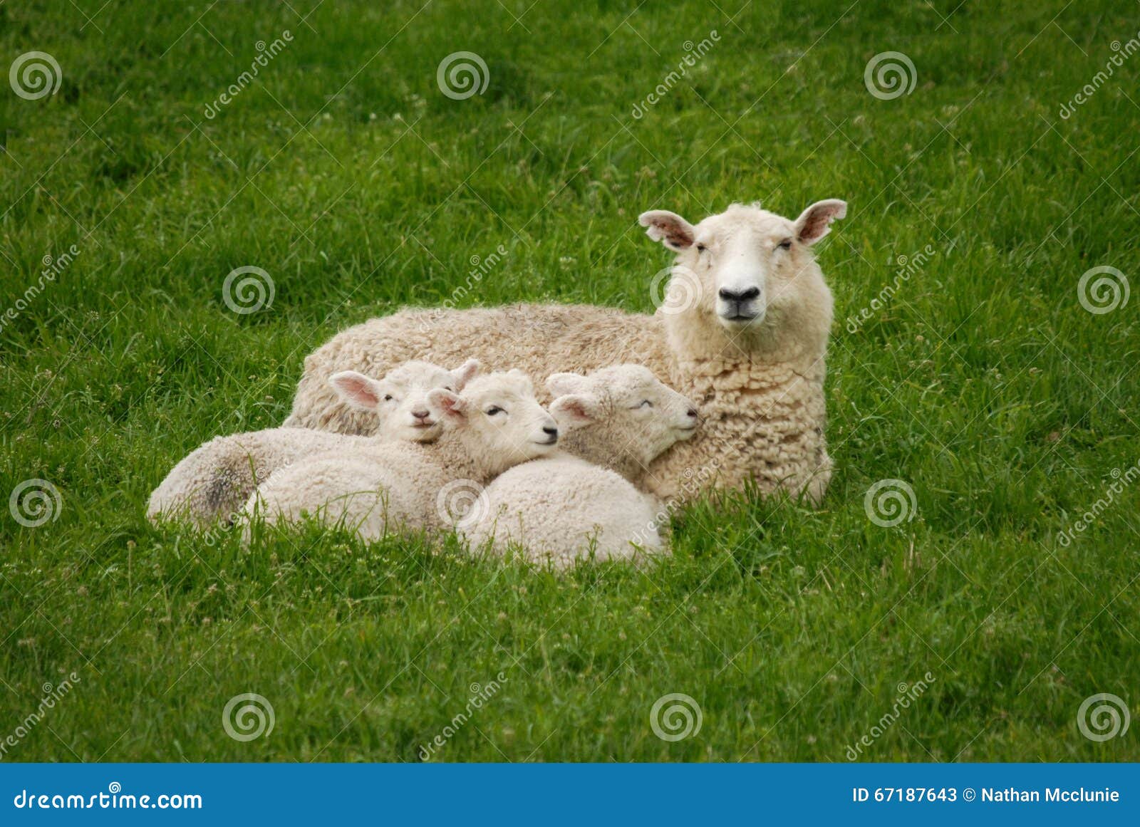 A Sheep and her lambs stock image. Image of three, lambs - 67187643