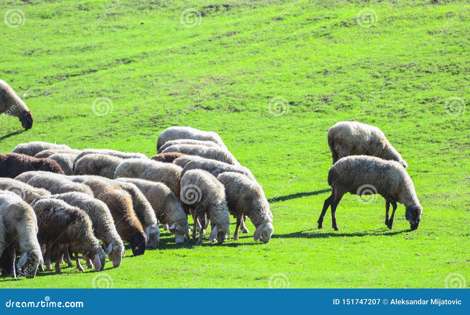 Sheep herd stock image. Image of mammals, grassland - 151747207