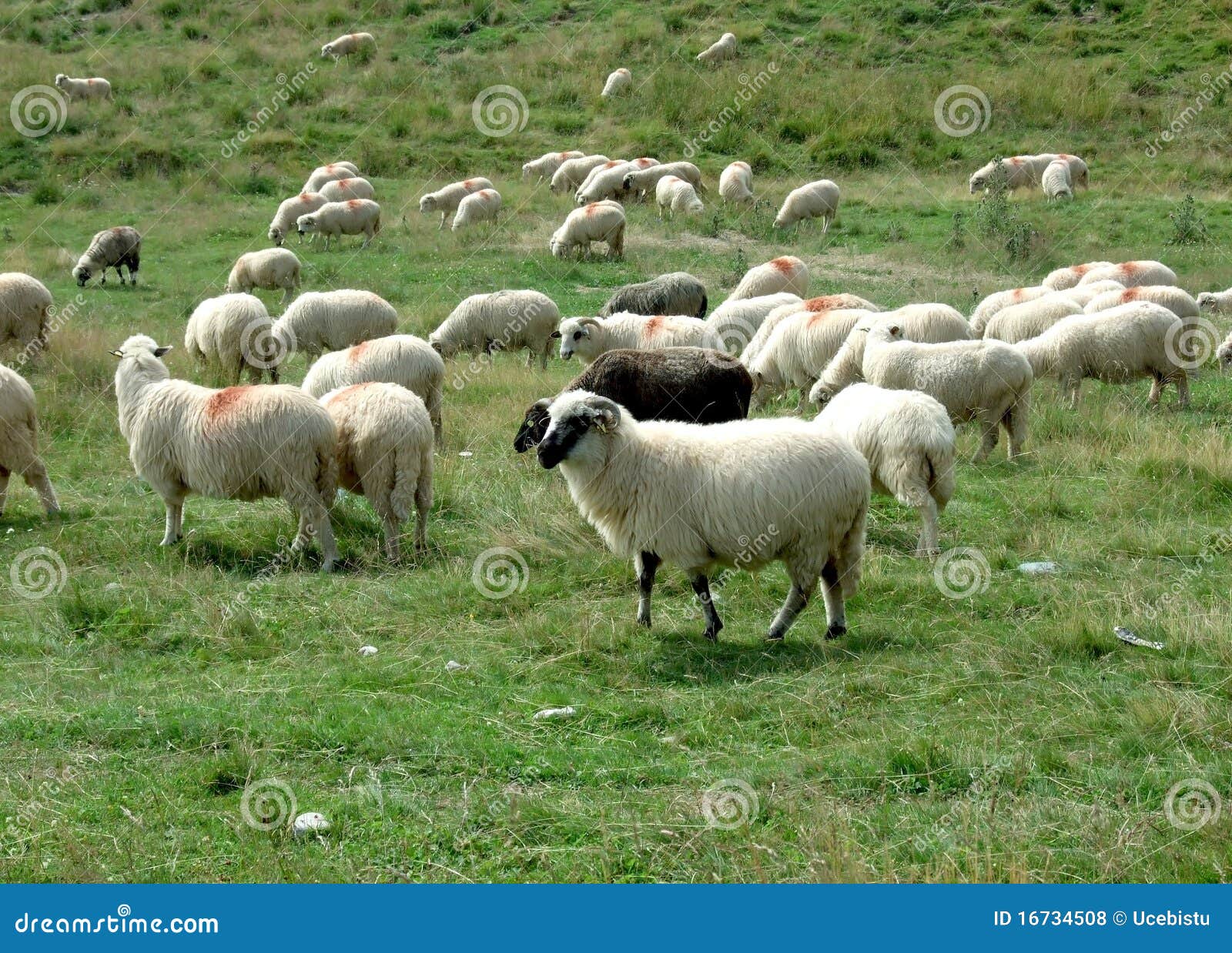 Sheep herd stock photo. Image of outdoors, farm, outside - 16734508