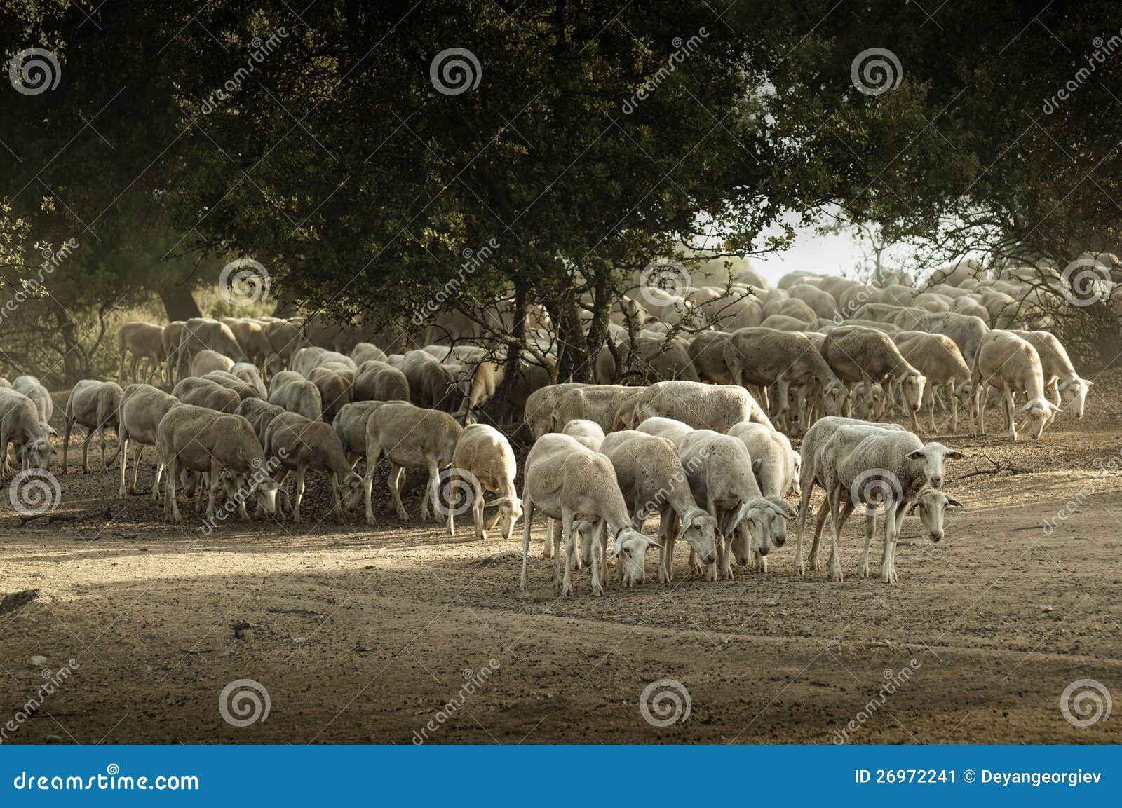 Sheep herd stock image. Image of herd, beautiful, field - 26972241