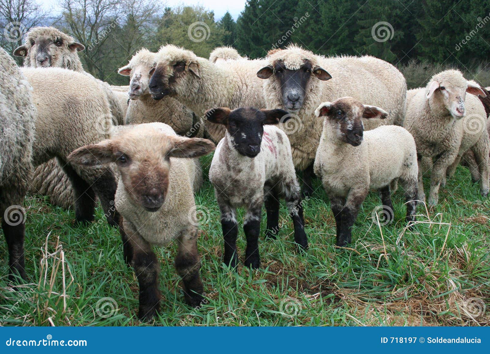 Sheep Herd stock image. Image of domestic, livestock, agriculture - 718197