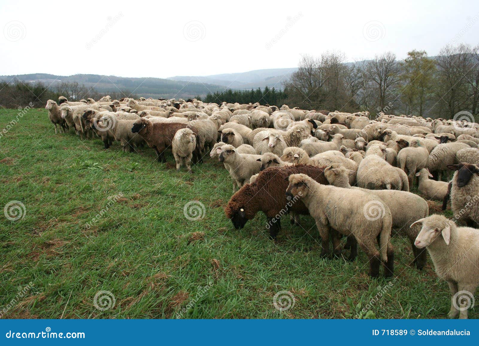 Sheep Herd stock image. Image of outdoors, domestic, mammal - 718589
