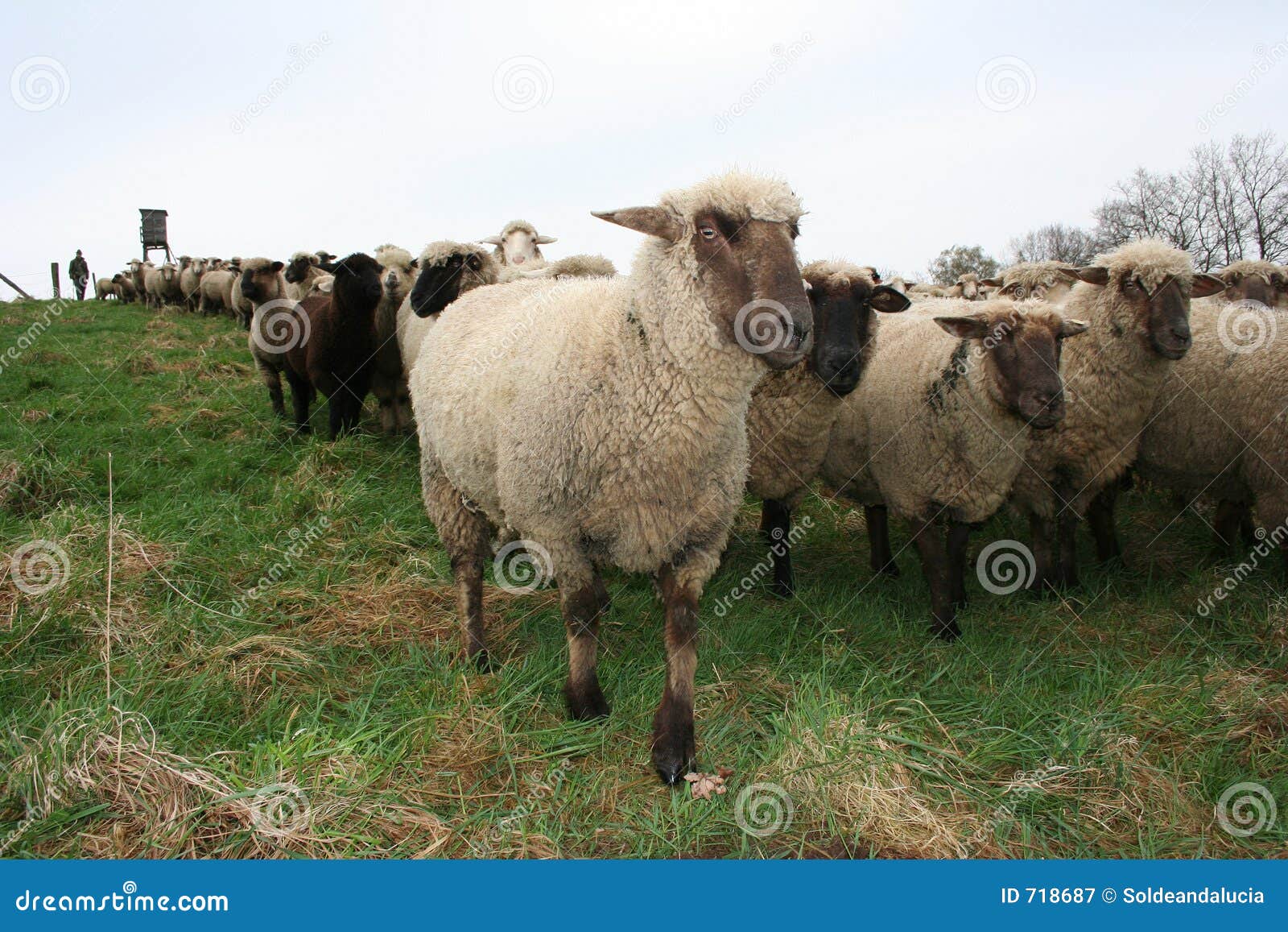 Sheep Herd stock image. Image of livestock, animal, agriculture - 718687