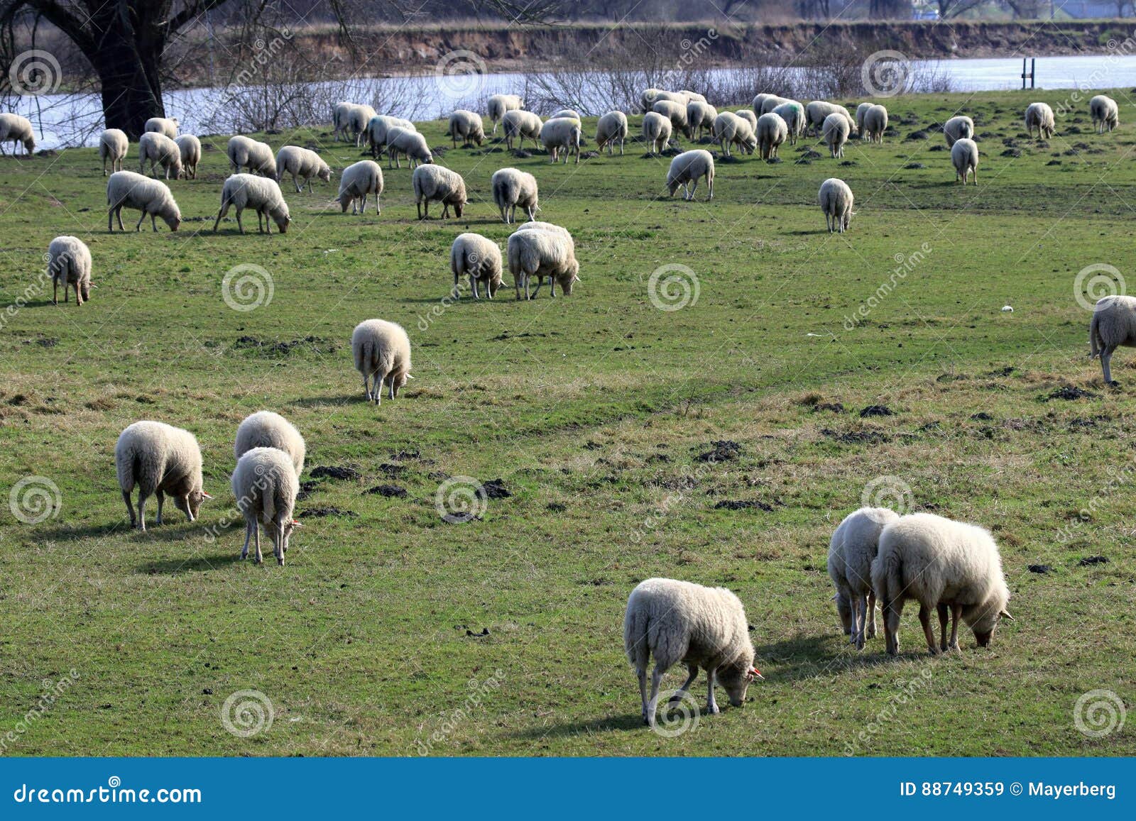 Sheep are herd animals stock image. Image of farm, nature - 88749359