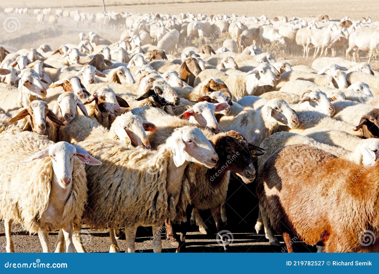 Sheep Herd, Castile and Leon, Spain Stock Image - Image of country ...