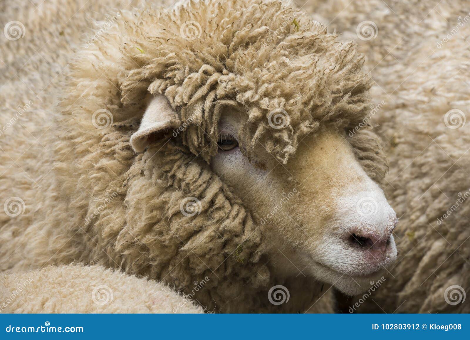 Cornish Sheep Cornwall stock photo. Image of farm, wool - 102803912