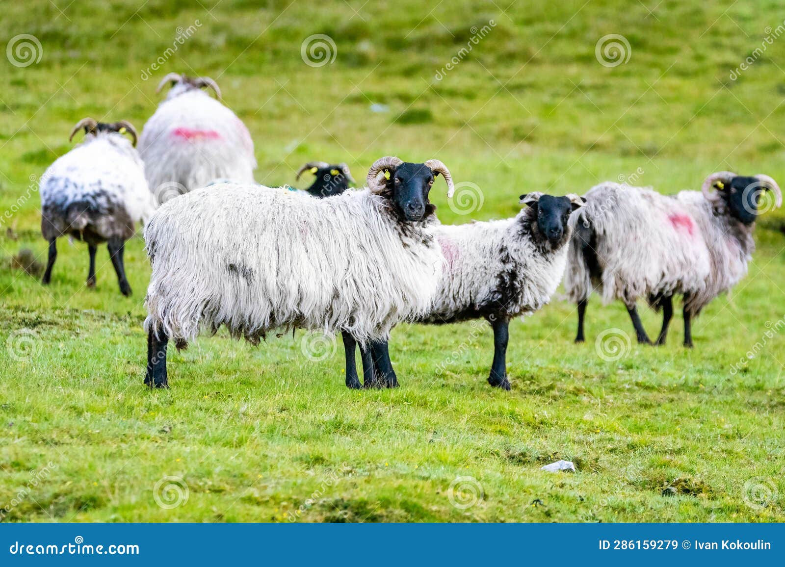 Sheep Herd on Emerald Grass Hill Close Up Stock Image - Image of ...