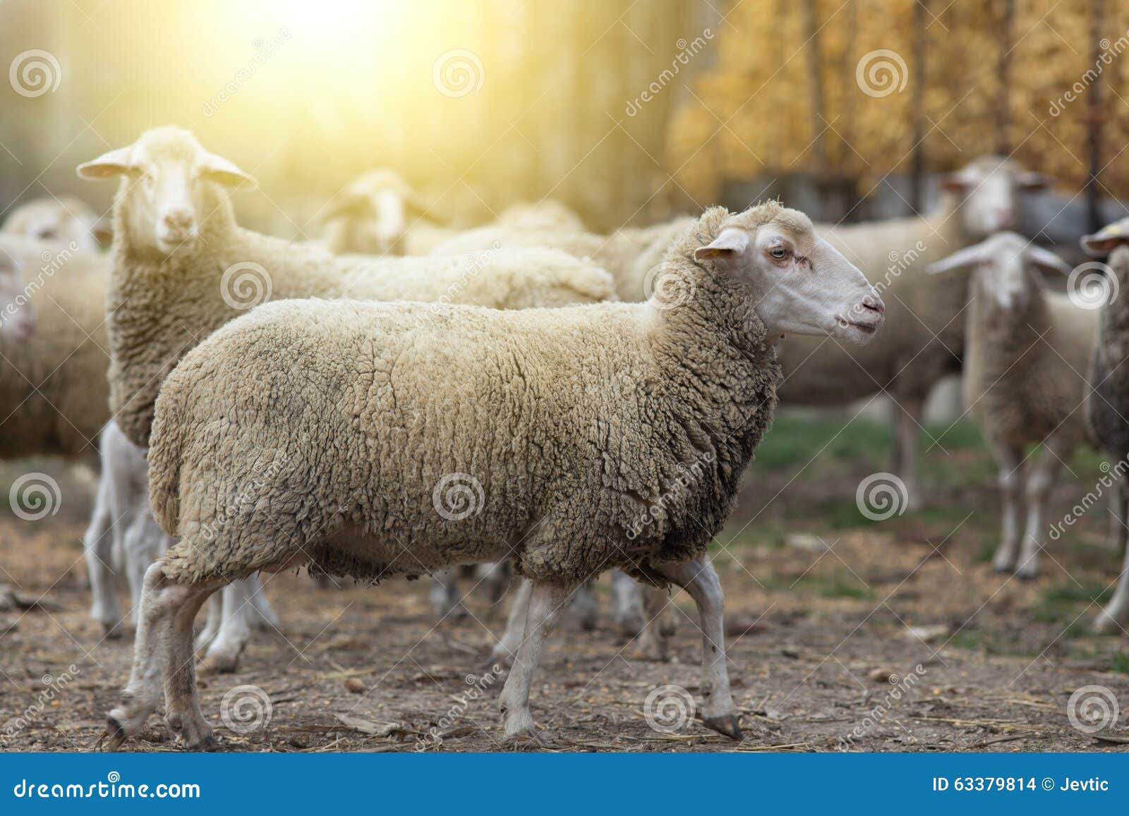 Sheep herd on the farm stock photo. Image of domestic - 63379814