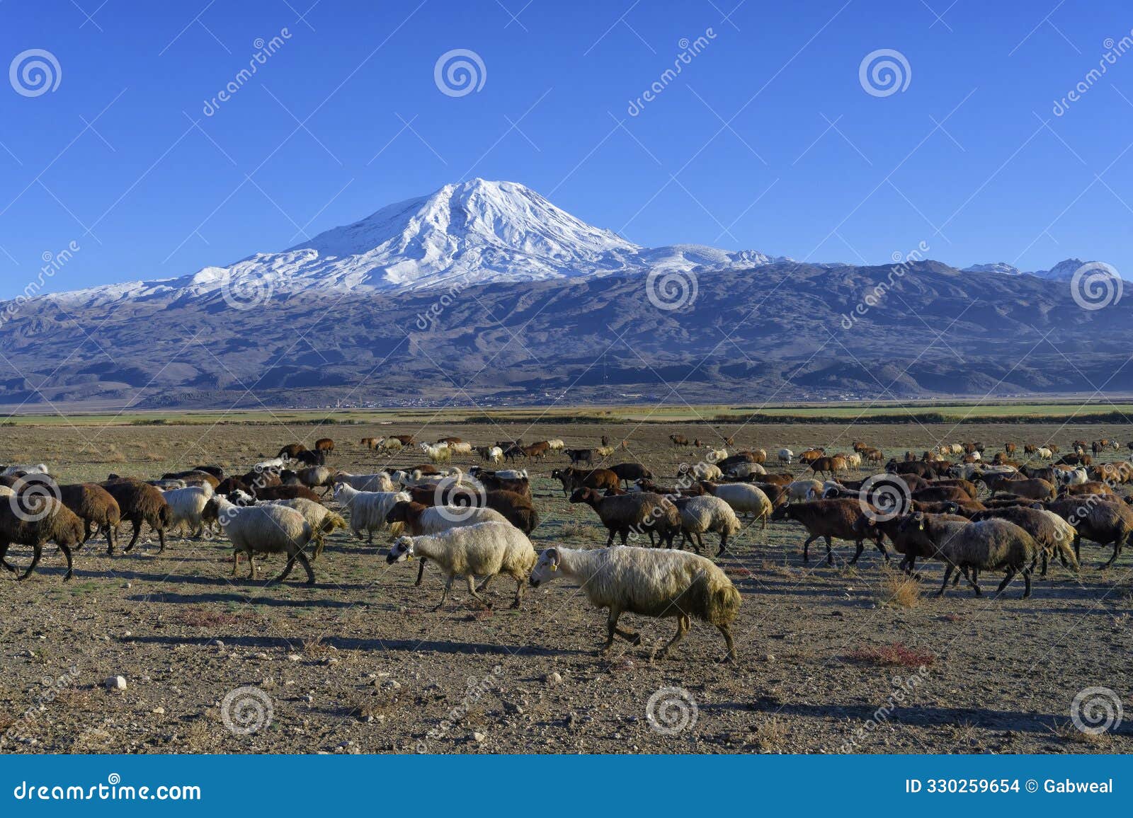 Sheep Herd in Front of Mount Ararat, Dogubayazit, Turkey Stock Photo ...
