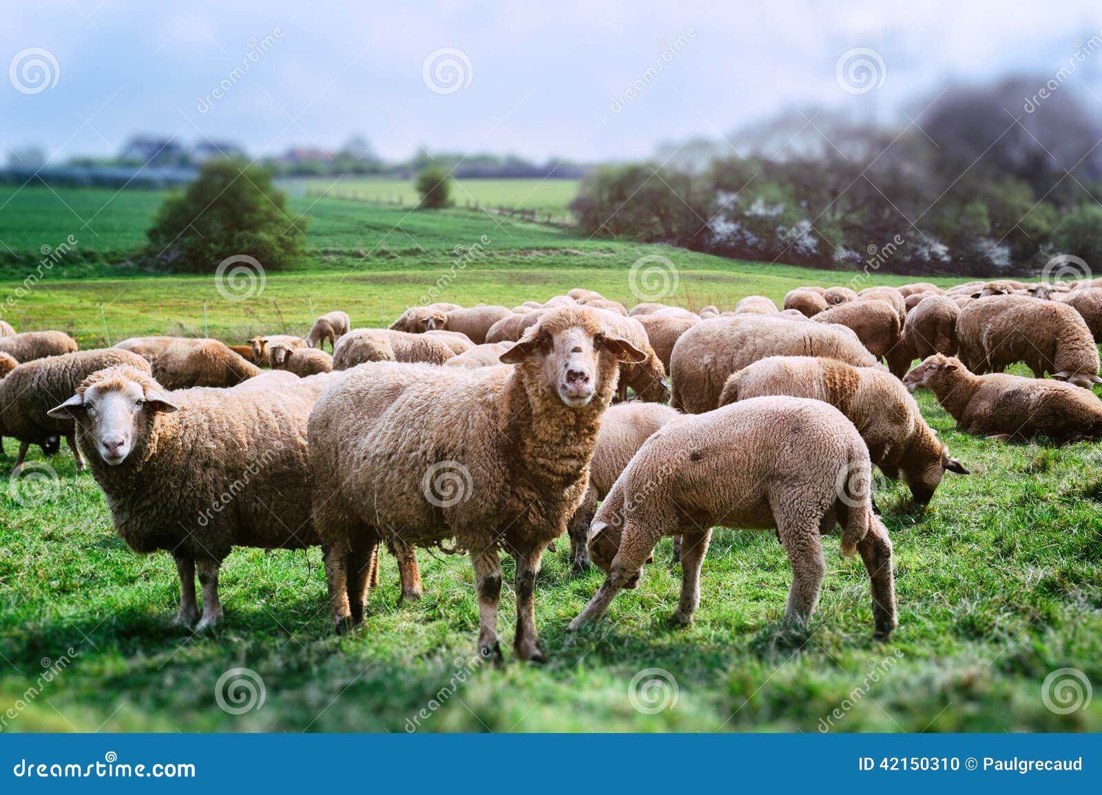 Sheep herd stock photo. Image of landscape, farmland - 42150310