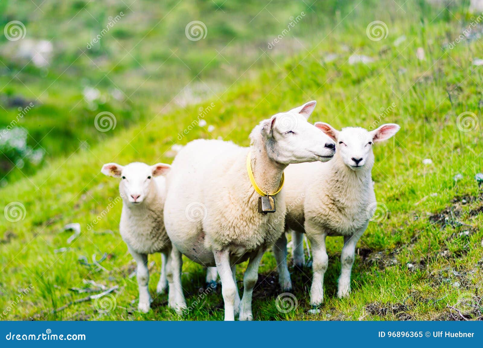Epic Sheep Stock Image | CartoonDealer.com #46956097
