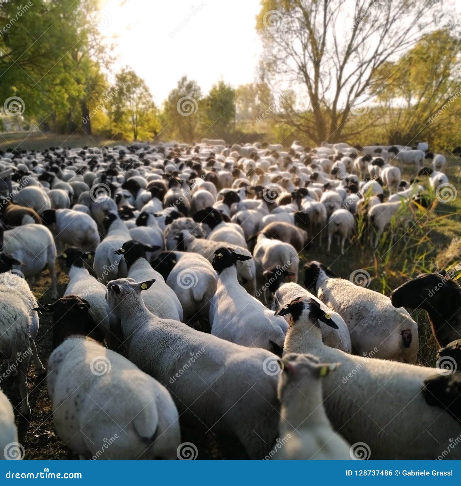 Sheep Herd in Idyllic Landscape Stock Photo - Image of grazing, idyllic ...