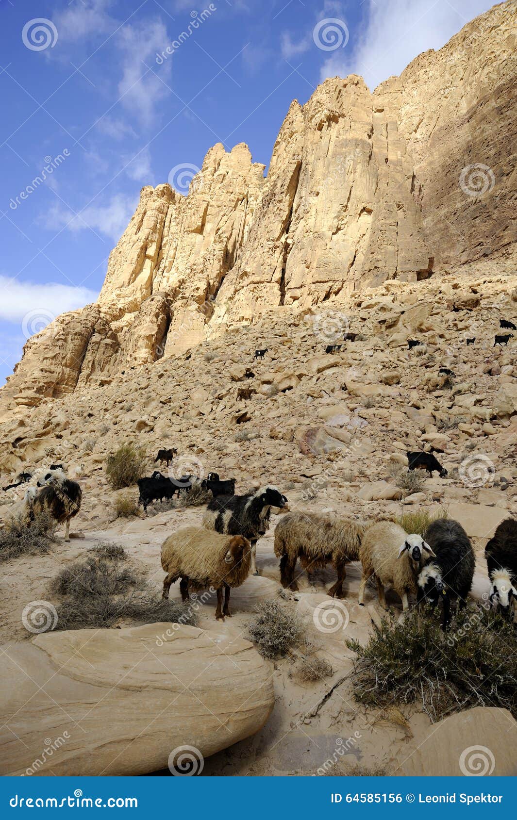 Sheep Herd in Jordan Desert. Stock Photo - Image of geological, cliff ...